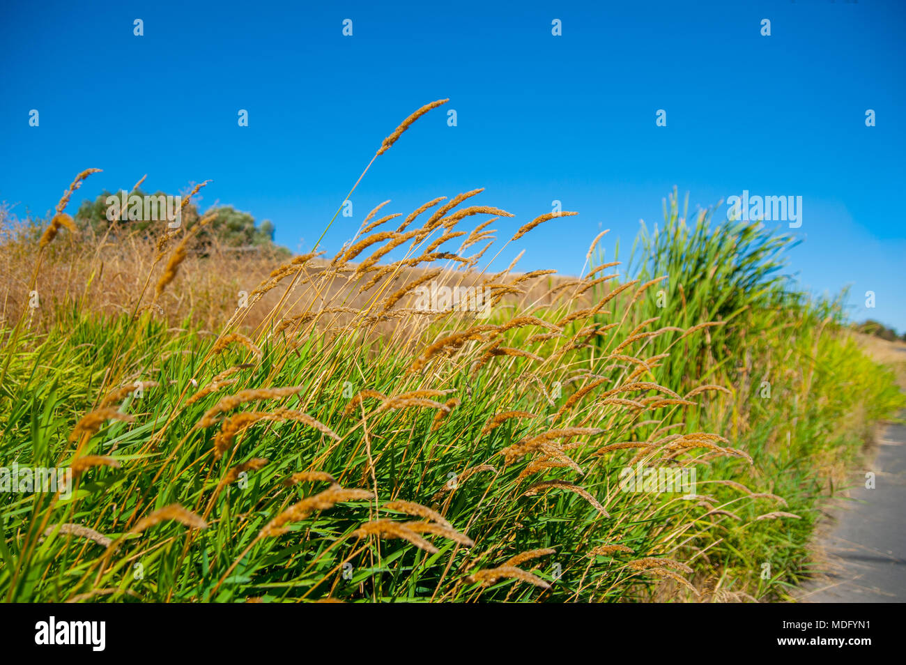 Landscape of the country side in America. America is a continent where ...