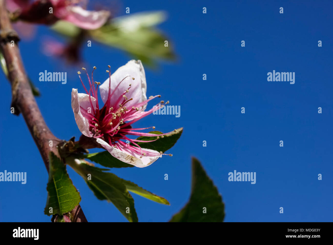 Ciruela hi-res stock photography and images - Alamy