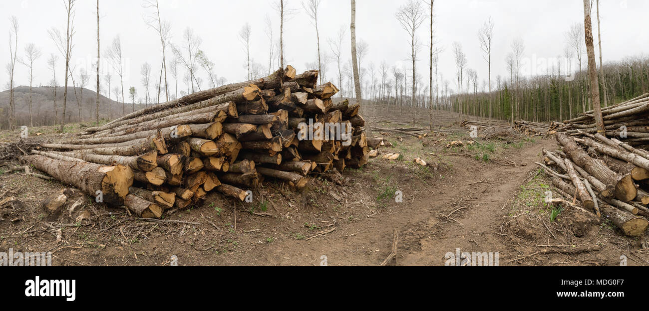 In the woods, a pile of tree trunks cut and piled up at the edge of the ...