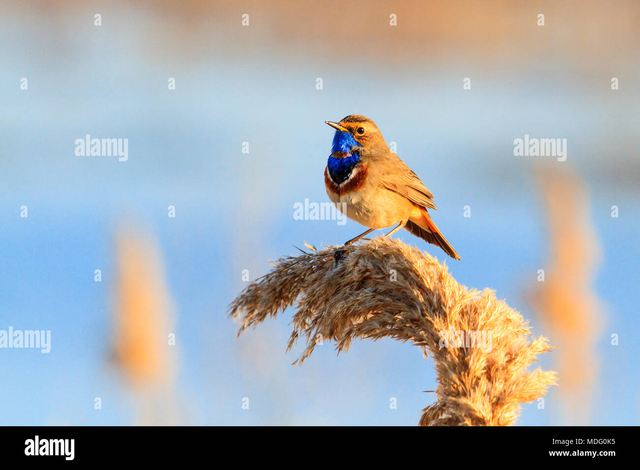 Vivid chest feathers hi-res stock photography and images - Alamy