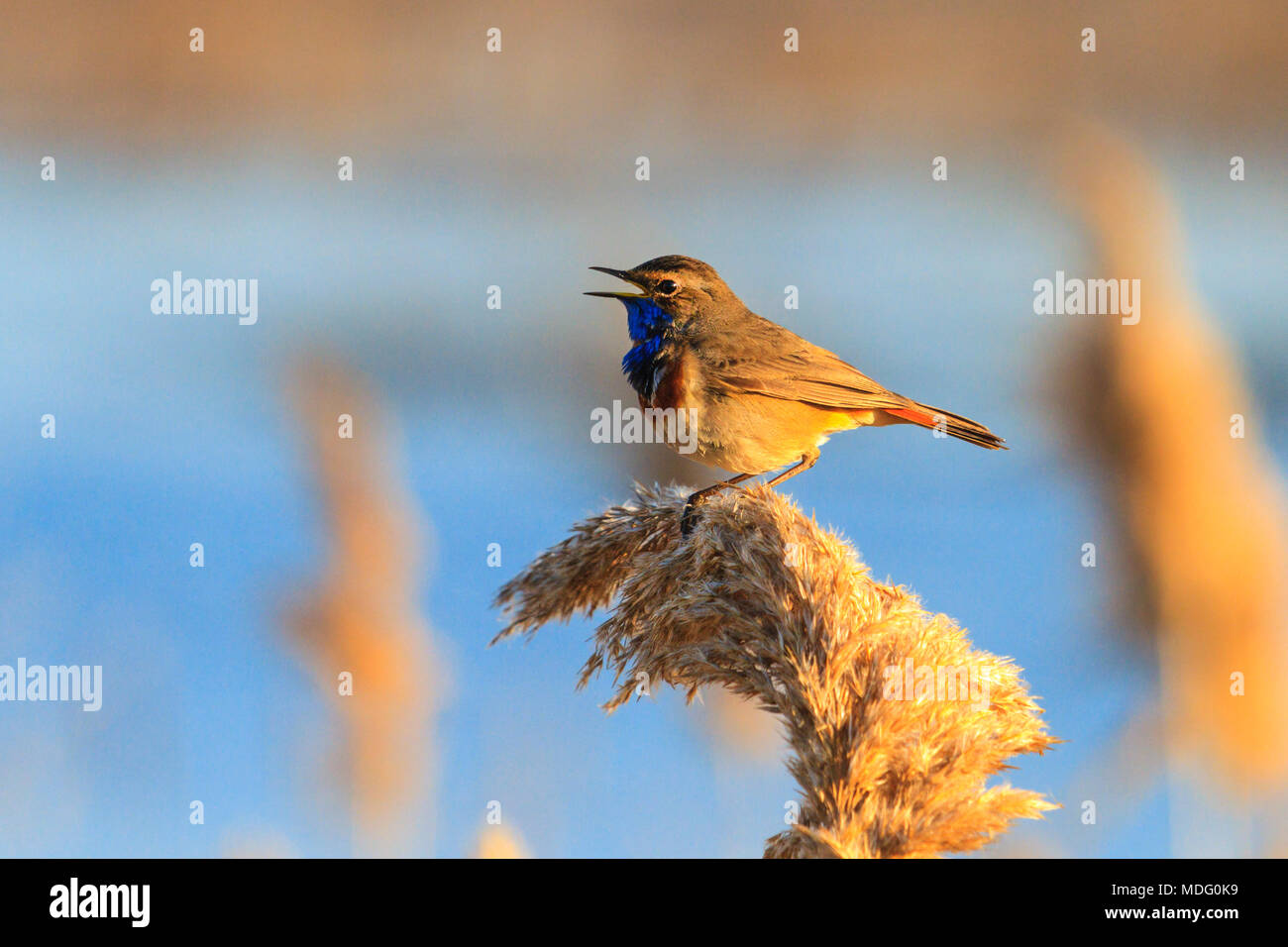 bluethroat sings sitting on reed, animals and birds Stock Photo - Alamy