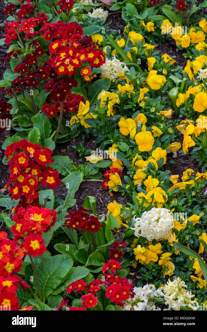 Ground plants and hanging baskets hi-res stock photography and images ...
