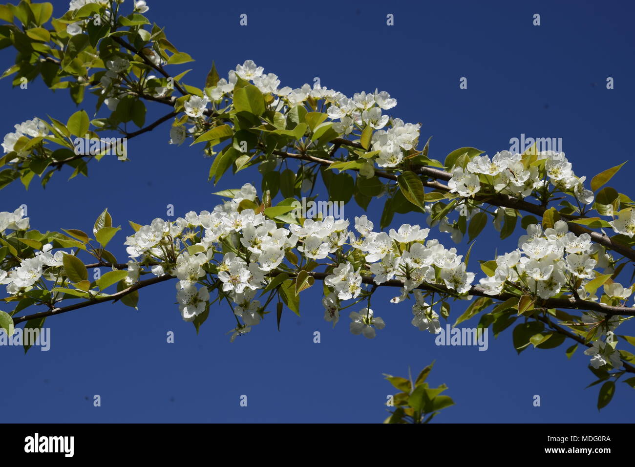 Blooming wild pear in the garden. Spring flowering trees. Pollination ...