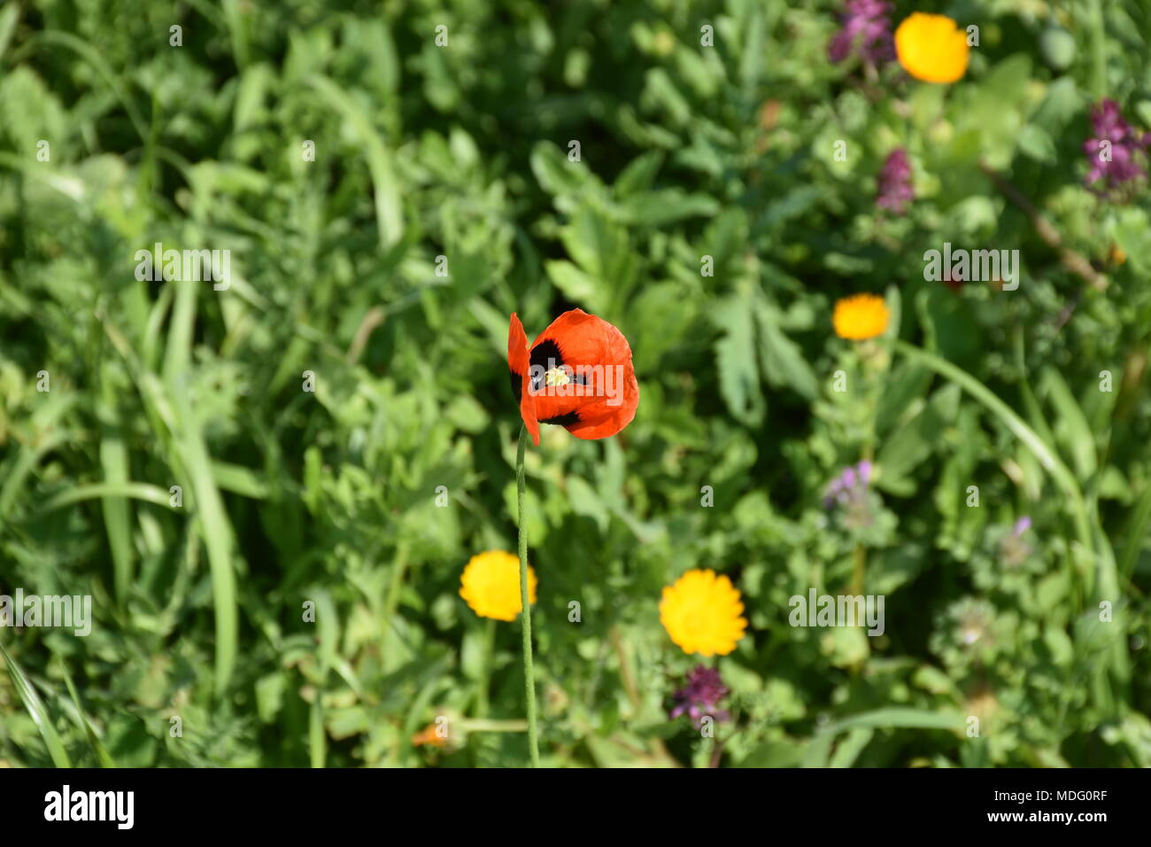 Spring blooms. Wild flowers in the countryside lands Stock Photo - Alamy