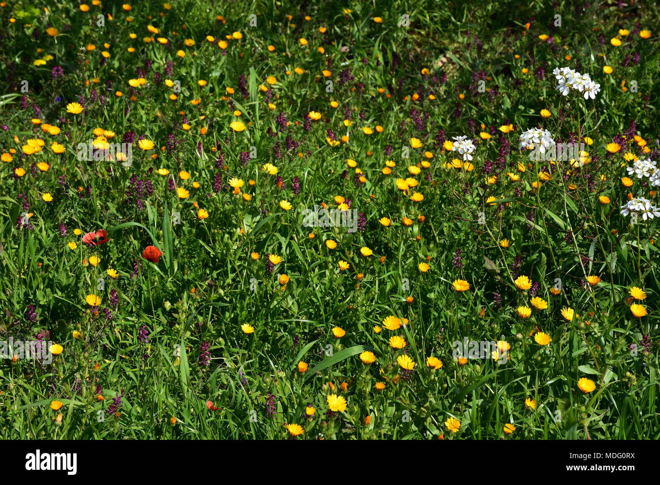 Spring blooms. Wild flowers in the countryside lands Stock Photo - Alamy