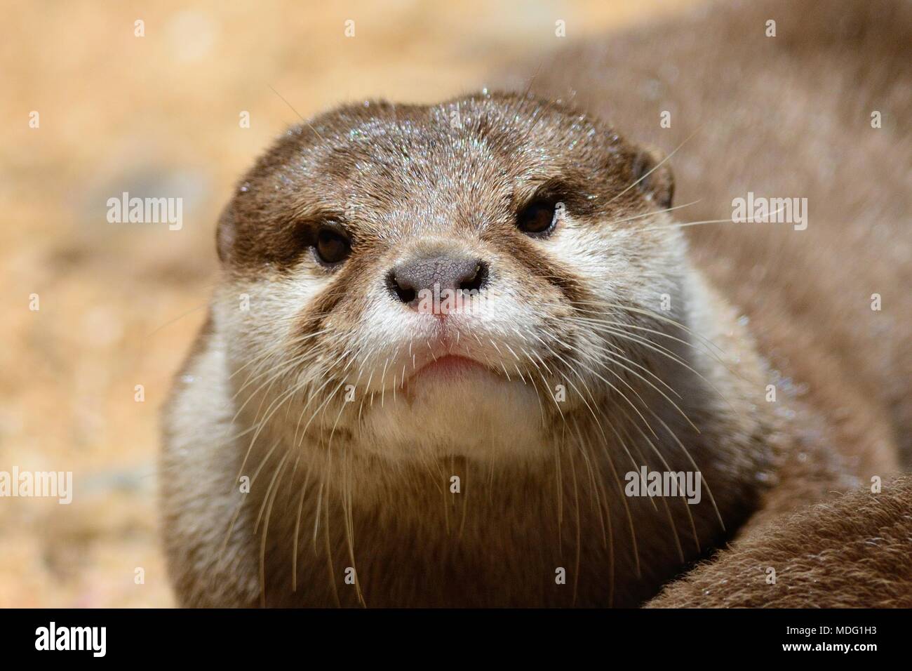 head shot of an otter looking at the camera Stock Photo - Alamy