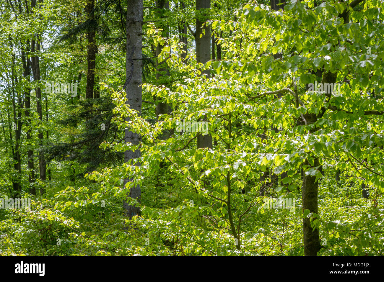 Summer green forest with birch trees. Deciduous forest in Ukraine Stock ...