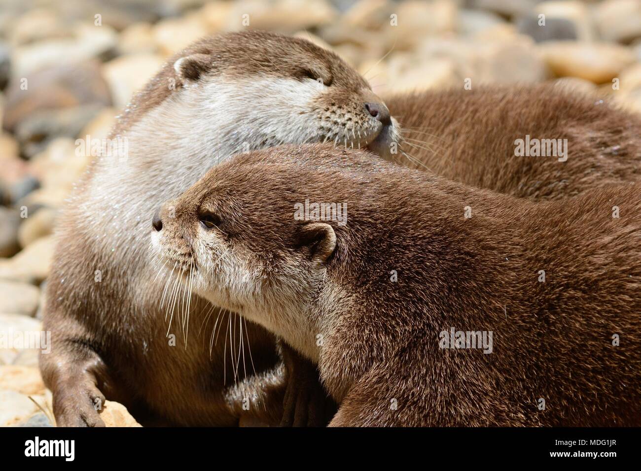 Portrait of two otters cuddling Stock Photo - Alamy