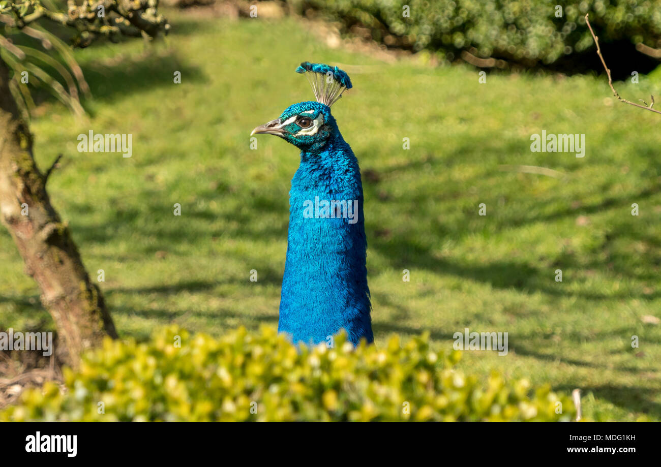 An Indian Peacock hiding behind bush, Gloucestershire, UK Stock Photo ...