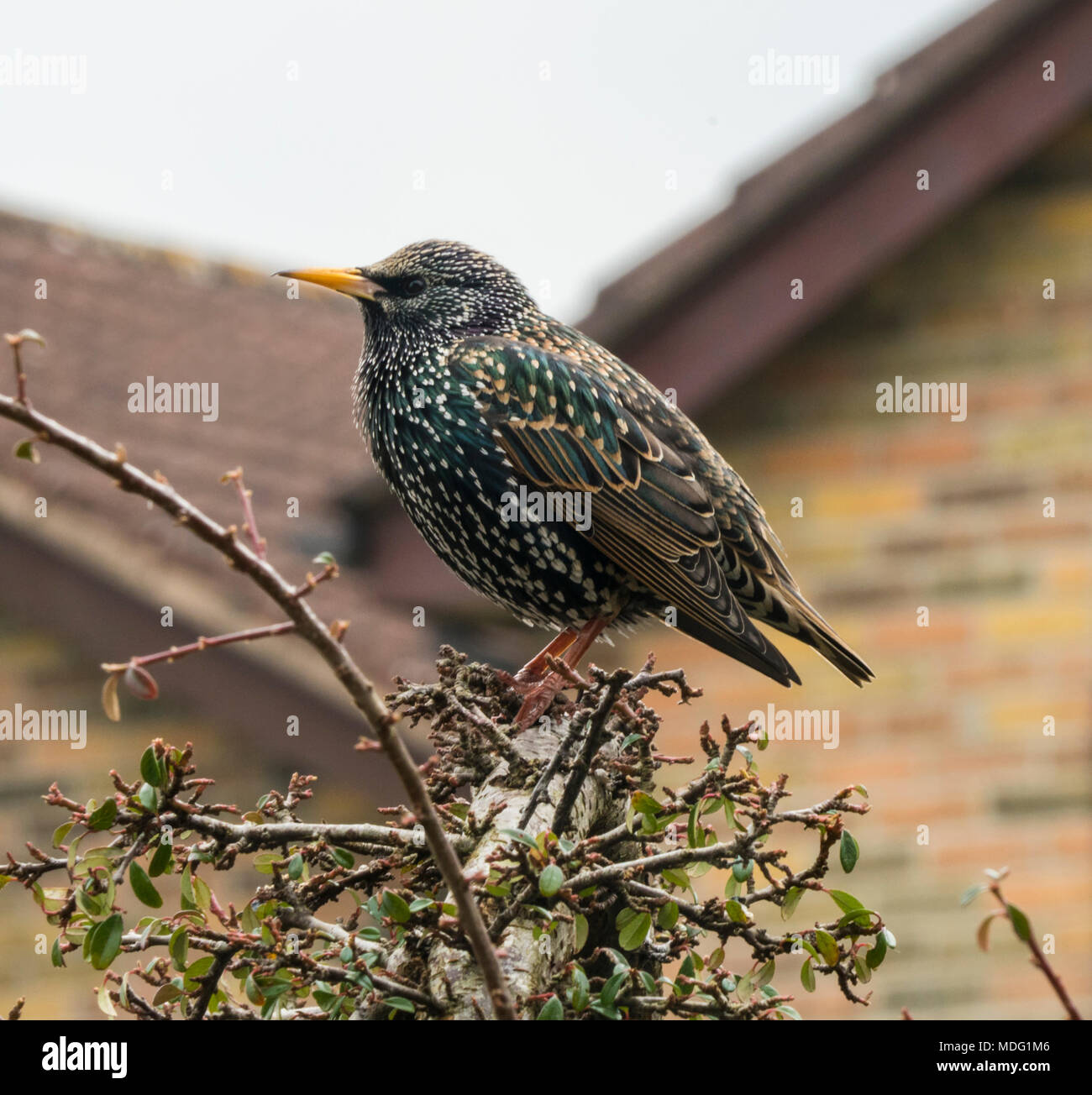 Starling uk hi-res stock photography and images - Alamy
