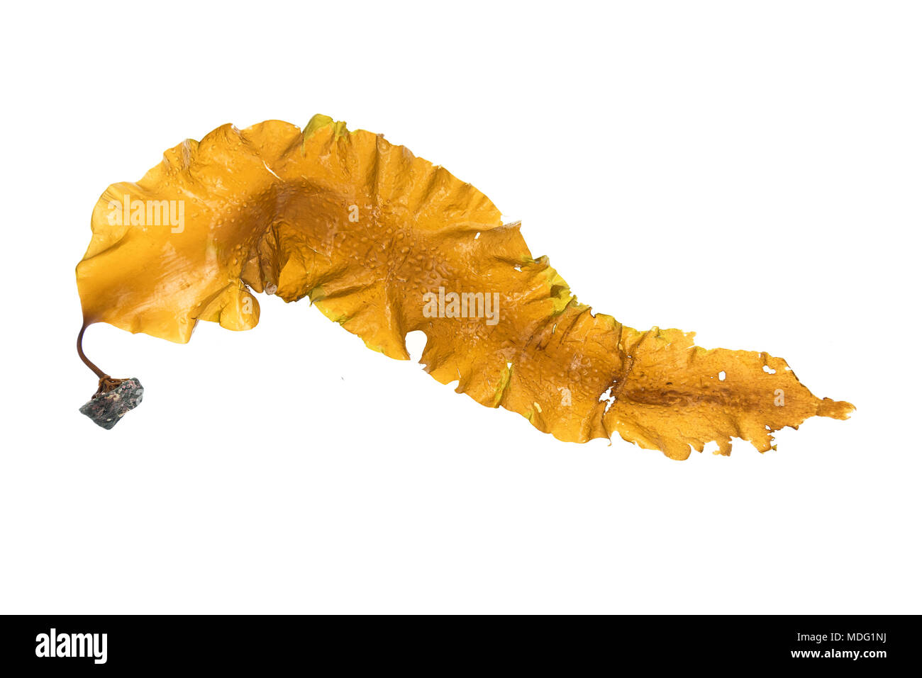 Sugar Kelp (Saccharina latissima) lit from behind on a white background ...