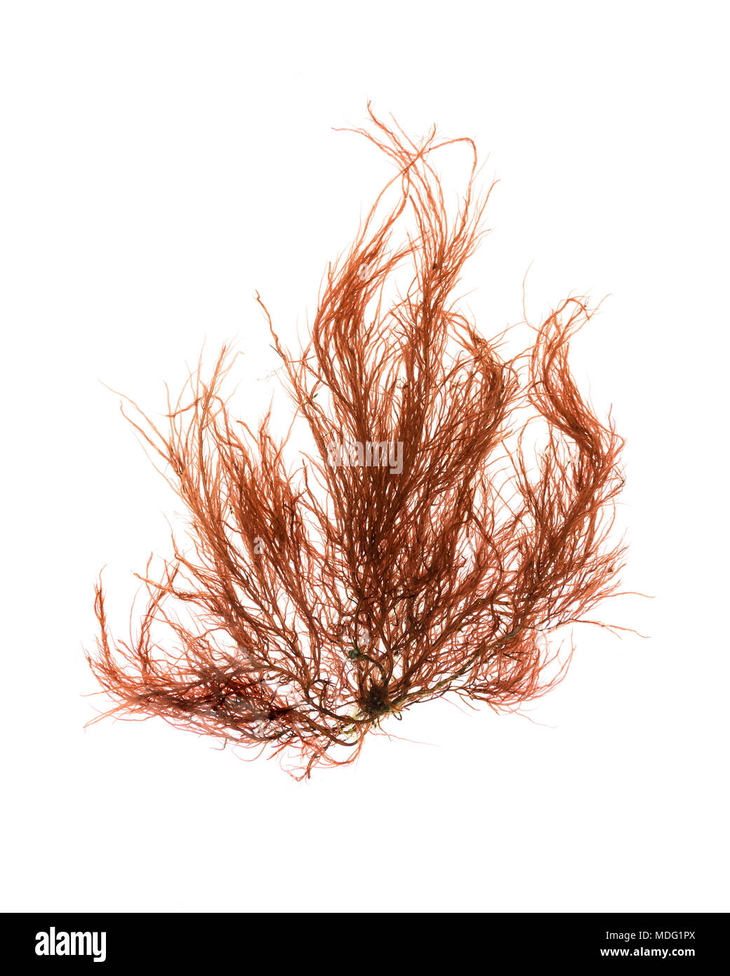 Red marine alga, probably Cystoclonium purpureum, floating in water on ...