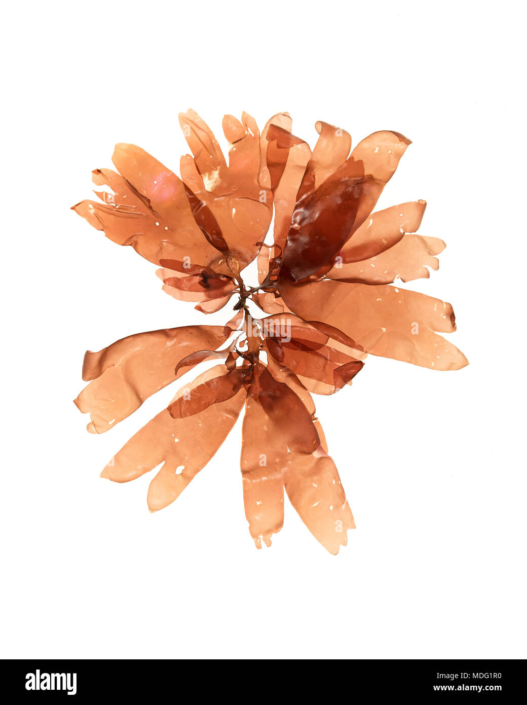 Dulse (Palmaria palmata) floating in water, lit from behind on a white ...