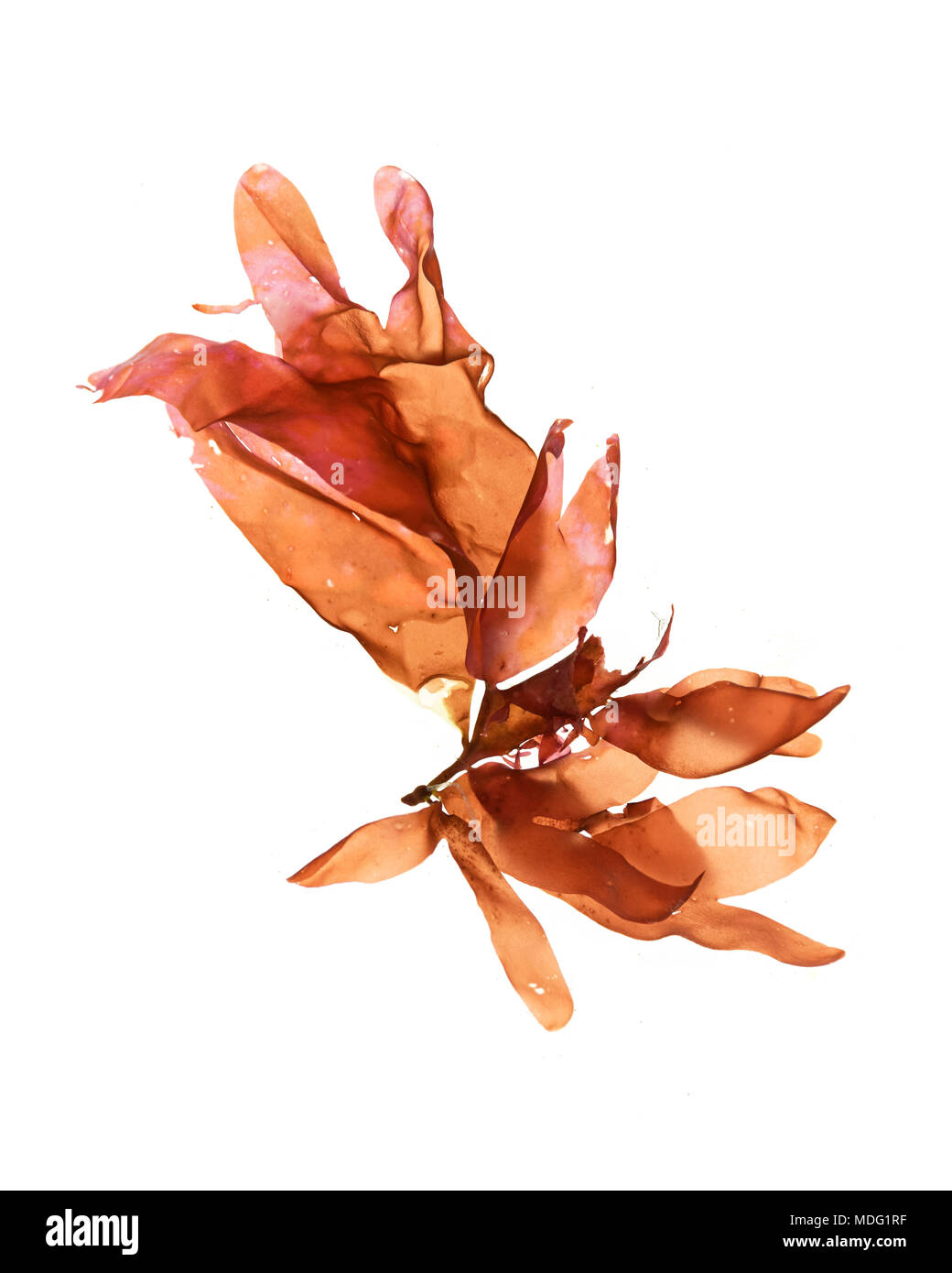 Dulse (Palmaria palmata) floating in water, lit from behind on a white ...