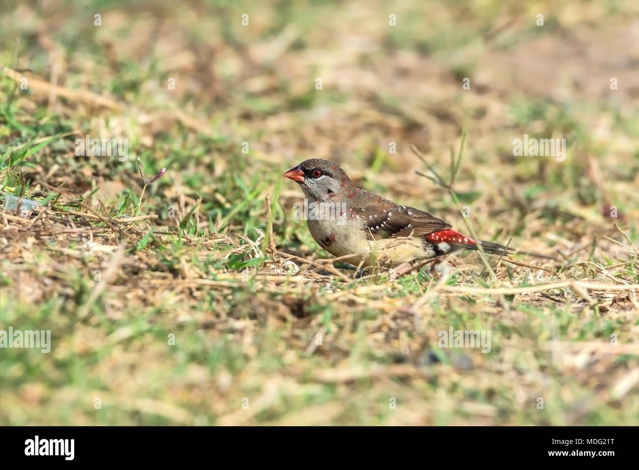 Red munia hi-res stock photography and images - Alamy