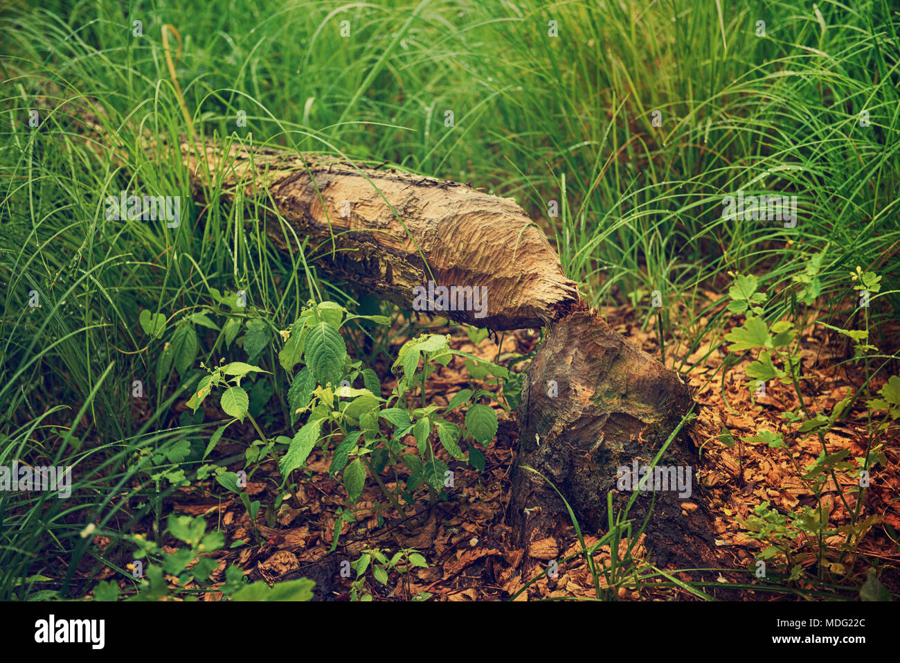 Beaver Tree Chew High Resolution Stock Photography and Images - Alamy