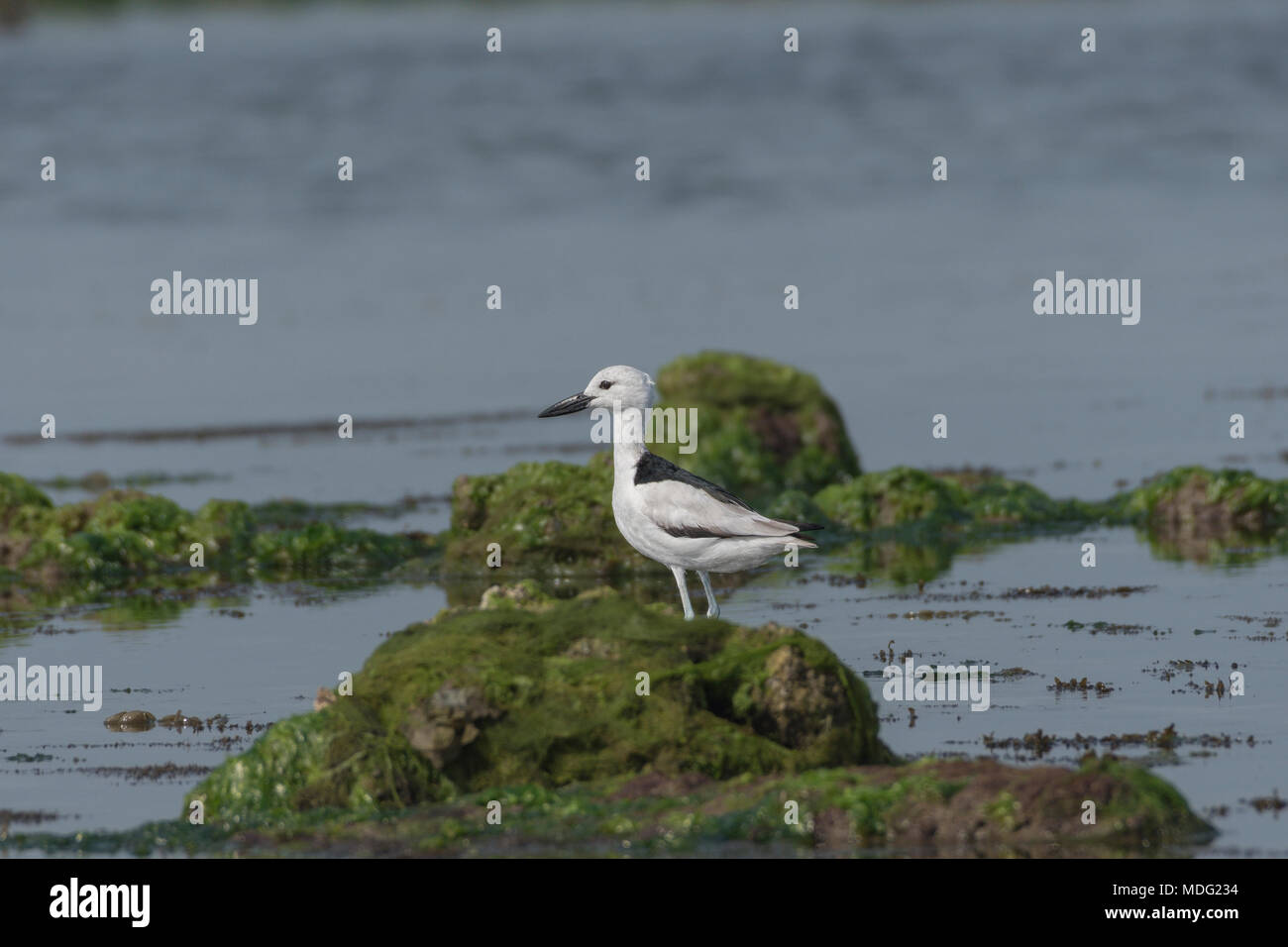 Black and white plover hi-res stock photography and images - Alamy
