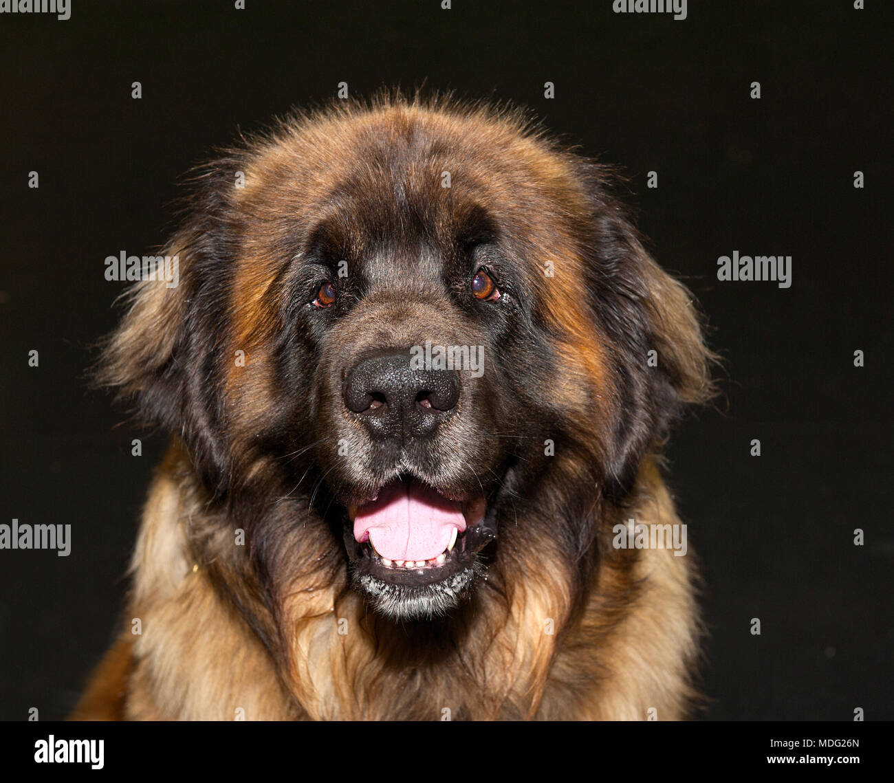 White Caucasian Shepherd Dog