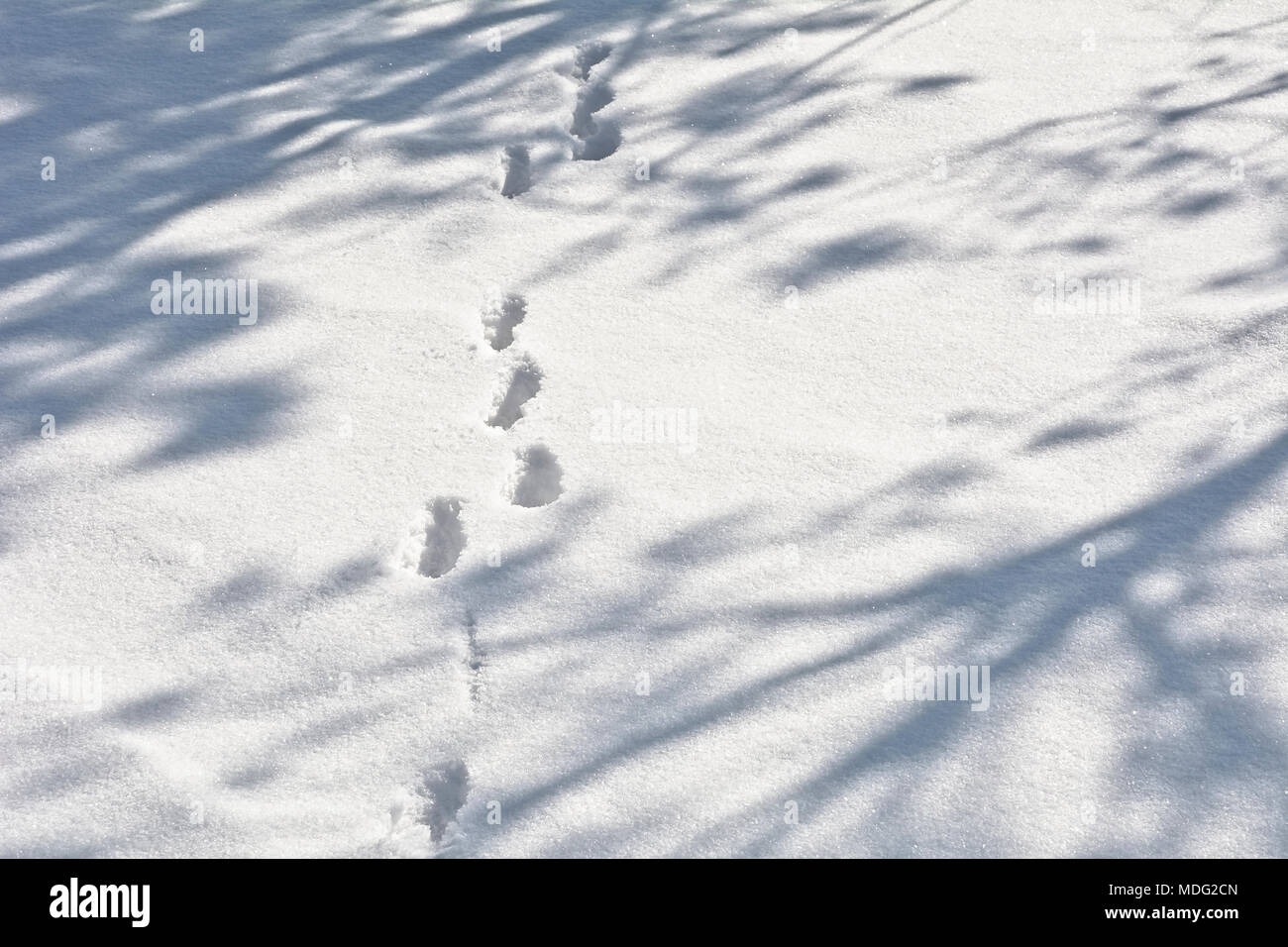Shadows And Sunlight Among Trees High Resolution Stock Photography and ...
