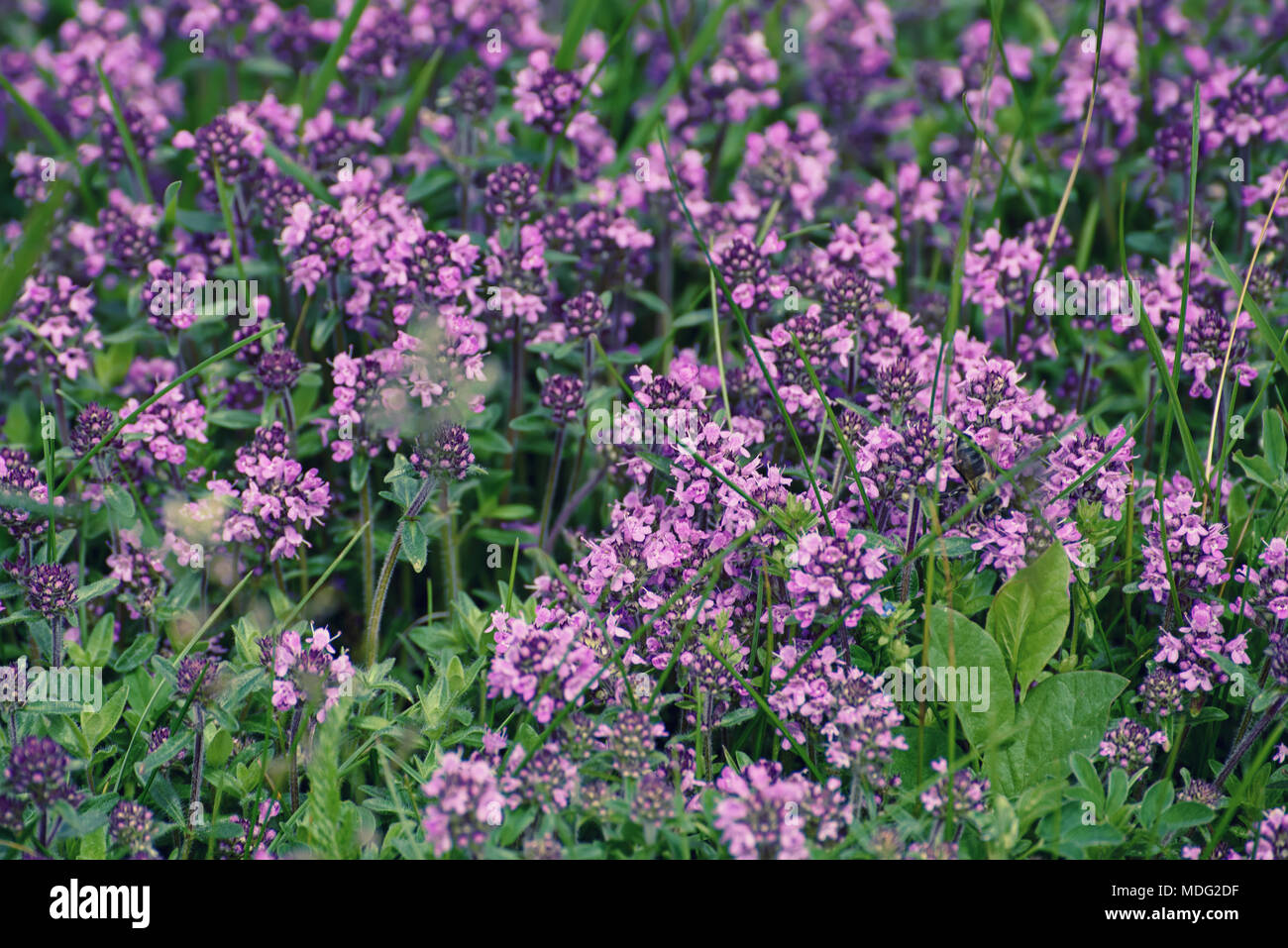 Thymus healthcare hi-res stock photography and images - Alamy