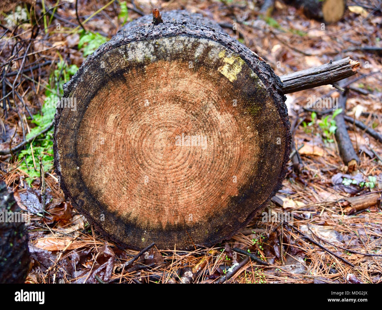 Tree trunk in cross section hi-res stock photography and images - Alamy