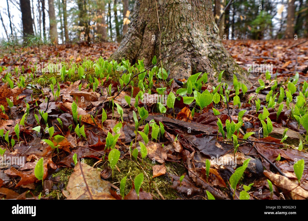 Mayflower tree hi-res stock photography and images - Alamy