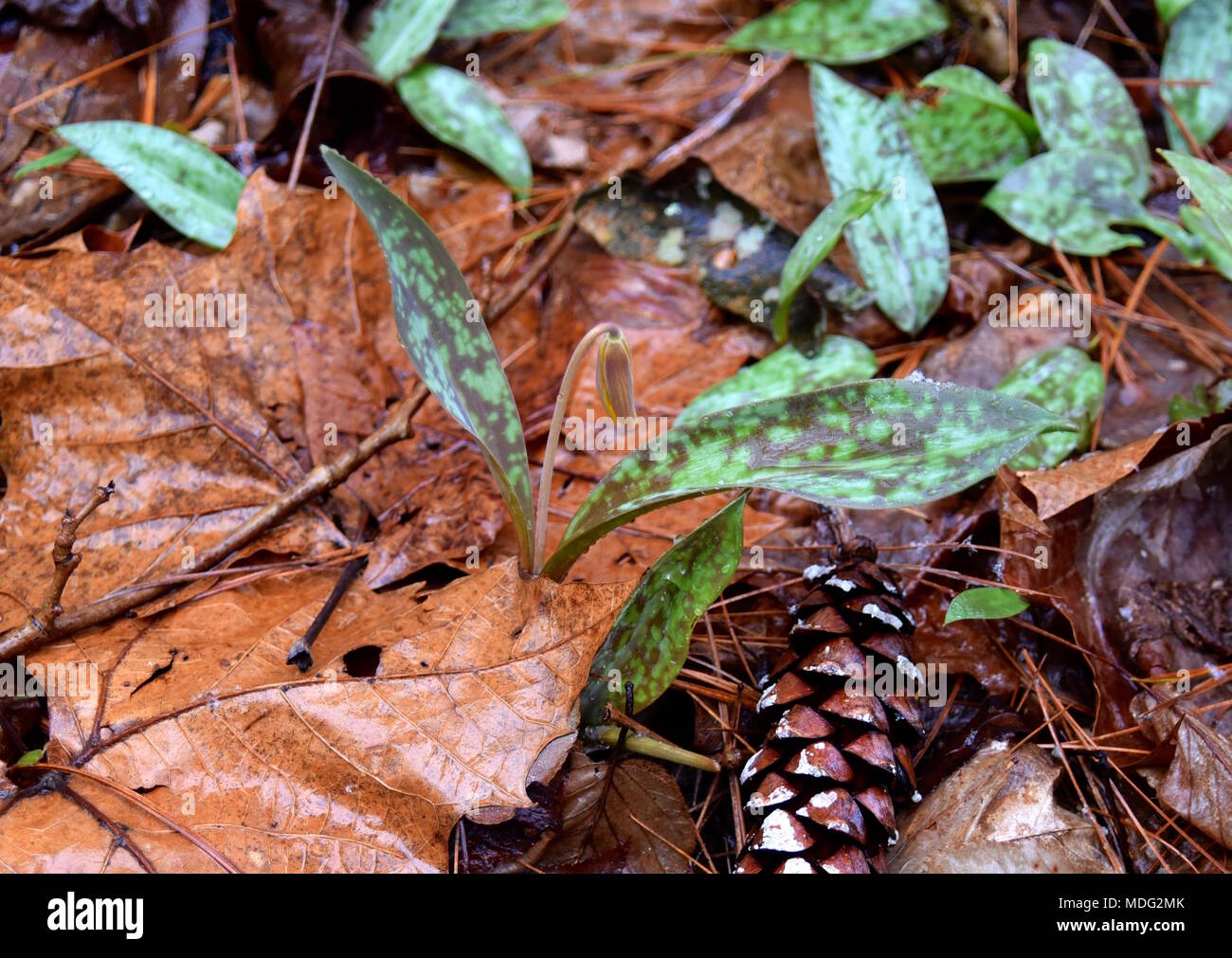 Solitary flower and green leaves of a trout lily plant in a spring ...