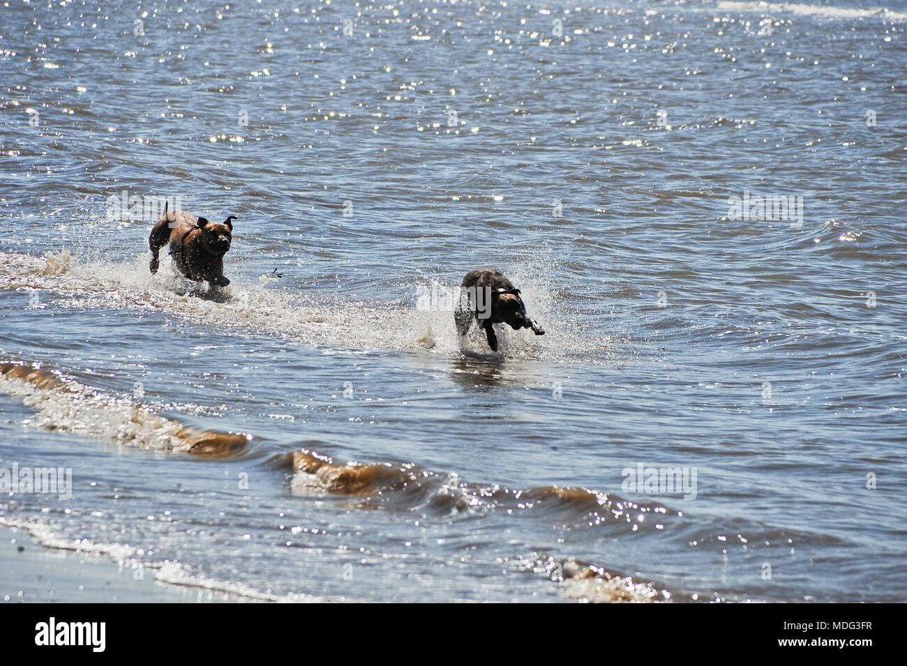Dogs swimming in the sea Stock Photo - Alamy
