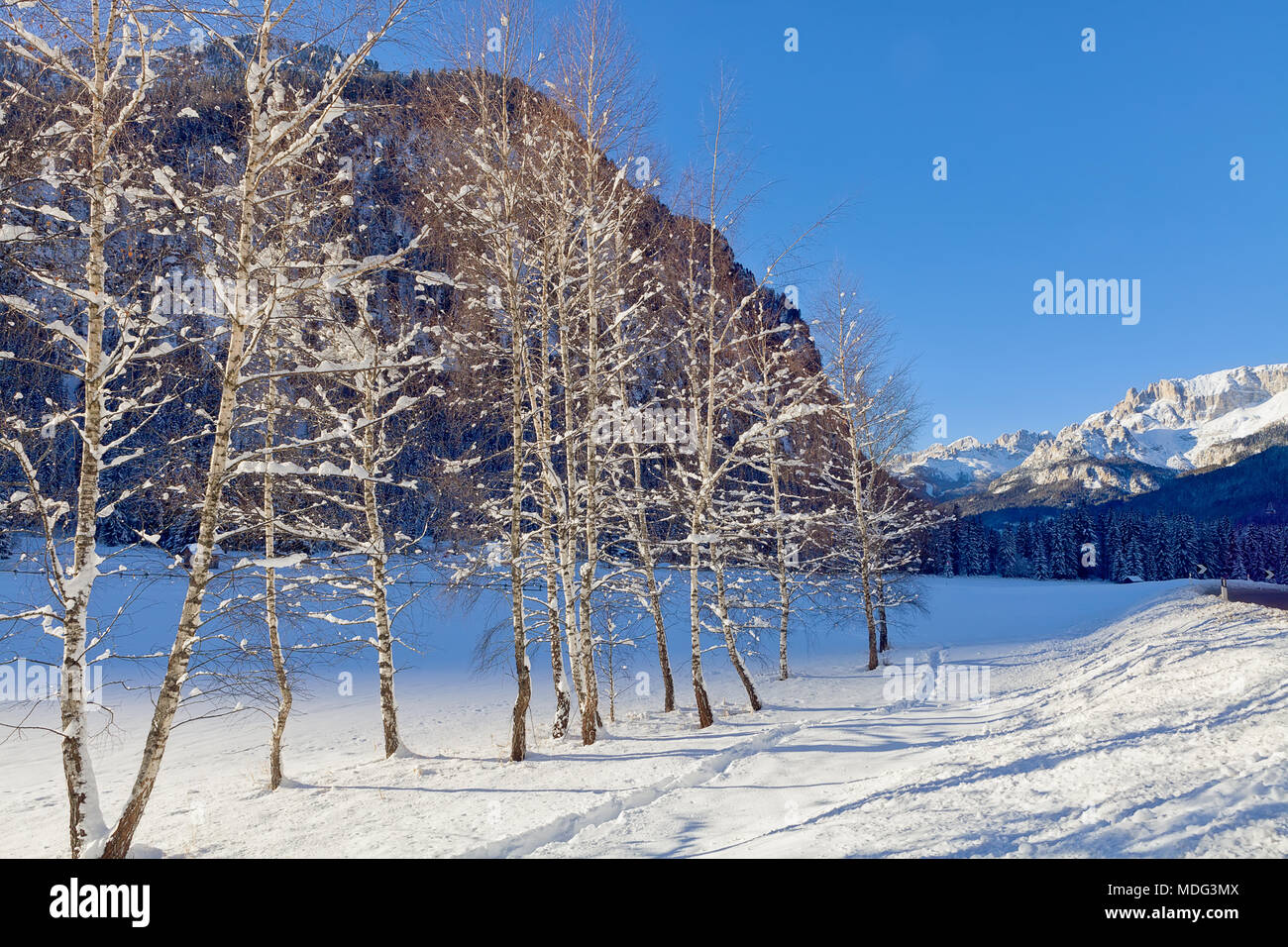 Snow covered birch trees Stock Photo - Alamy