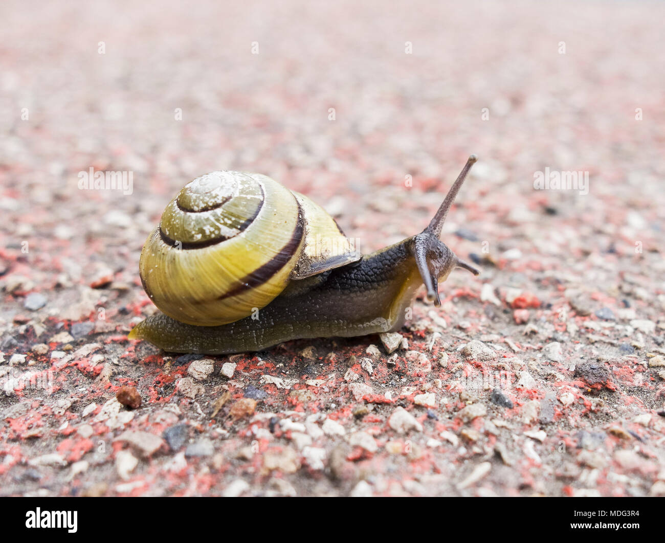 The Brown-lipped snail, Cepaena nemoralis, also known as the grove ...