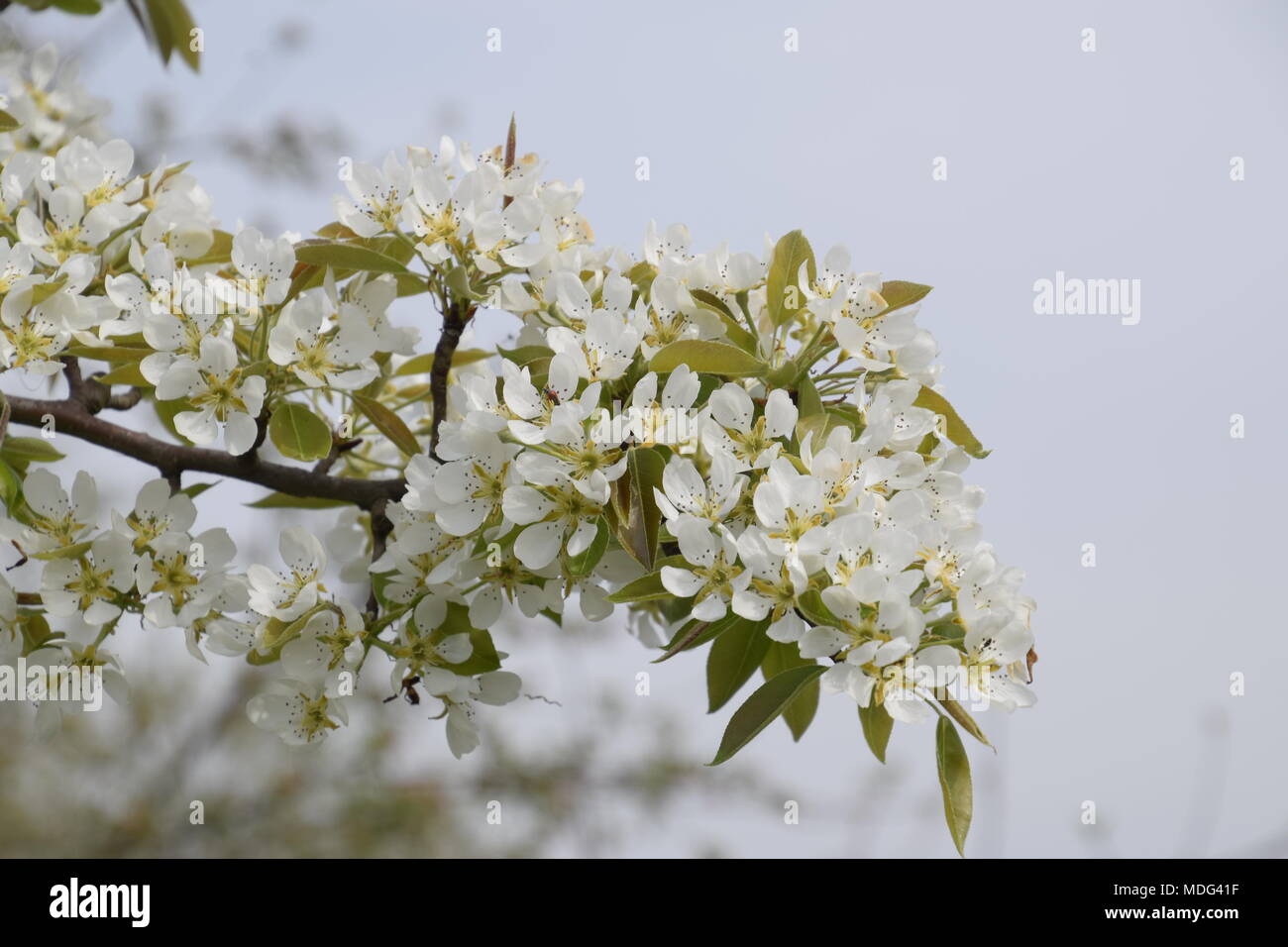 Blooming wild pear in the garden. Spring flowering trees. Pollination ...