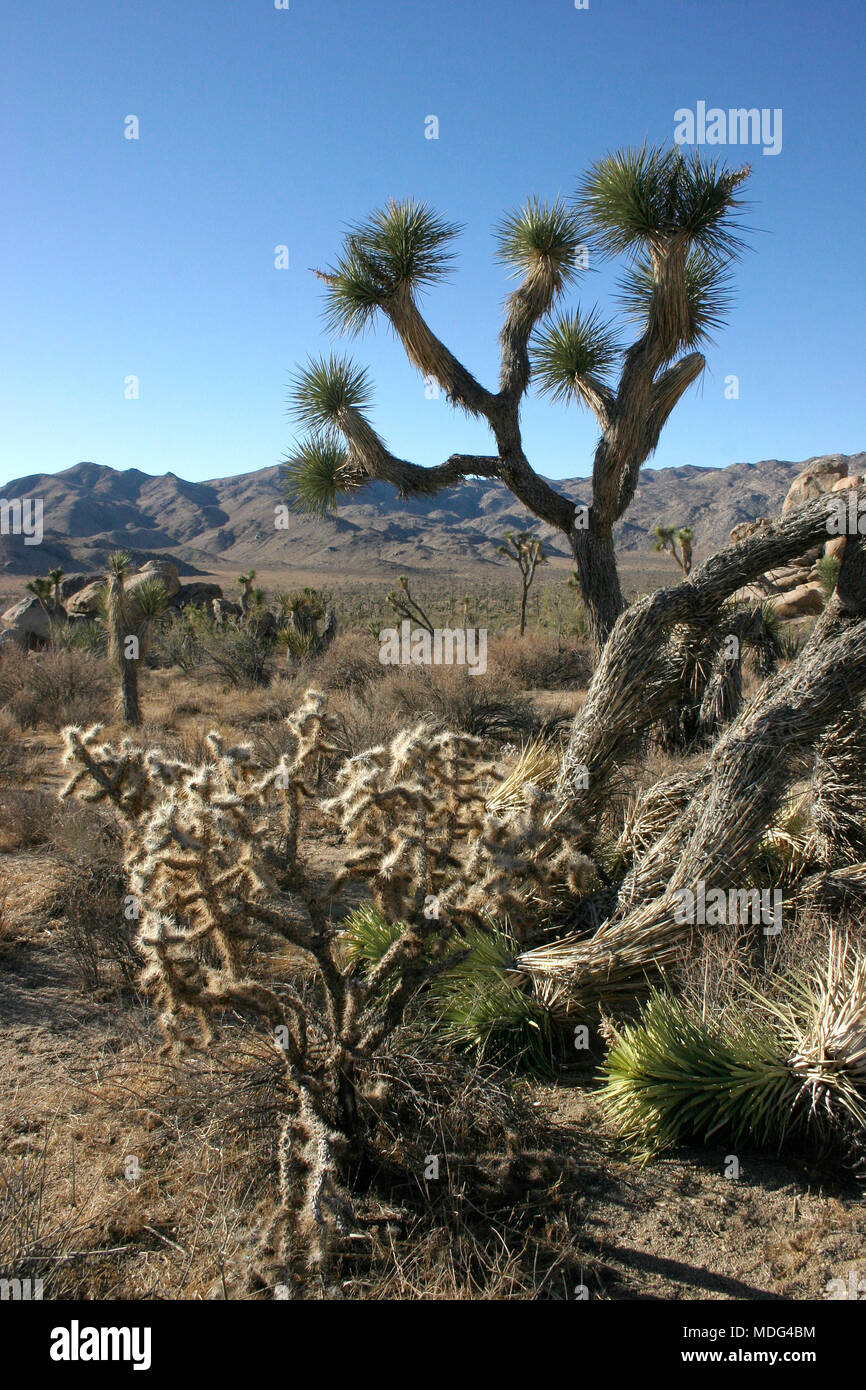America california desert branches hi-res stock photography and images ...