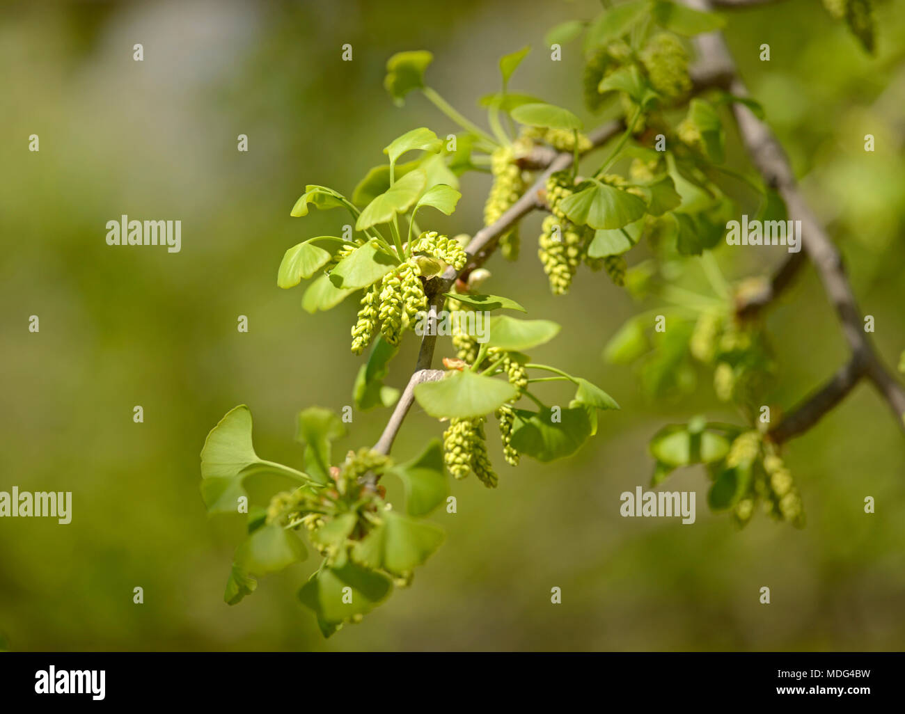 Ginkgo trees china hi-res stock photography and images - Alamy