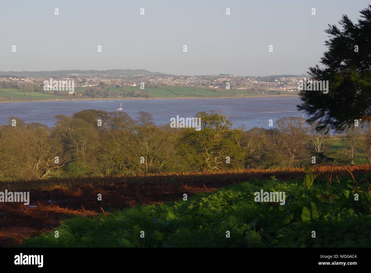 English Oak Wooded Farmland by the Exe Estuary with Lympstone Village ...