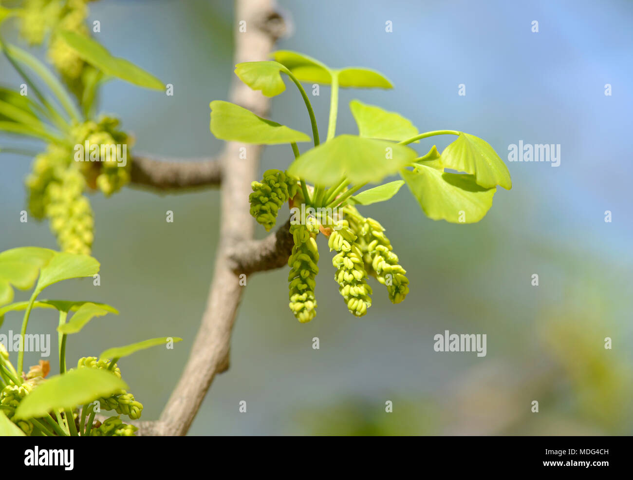 Pollen cones of male Ginkgo biloba trees at Beijing Botanic Garden ...