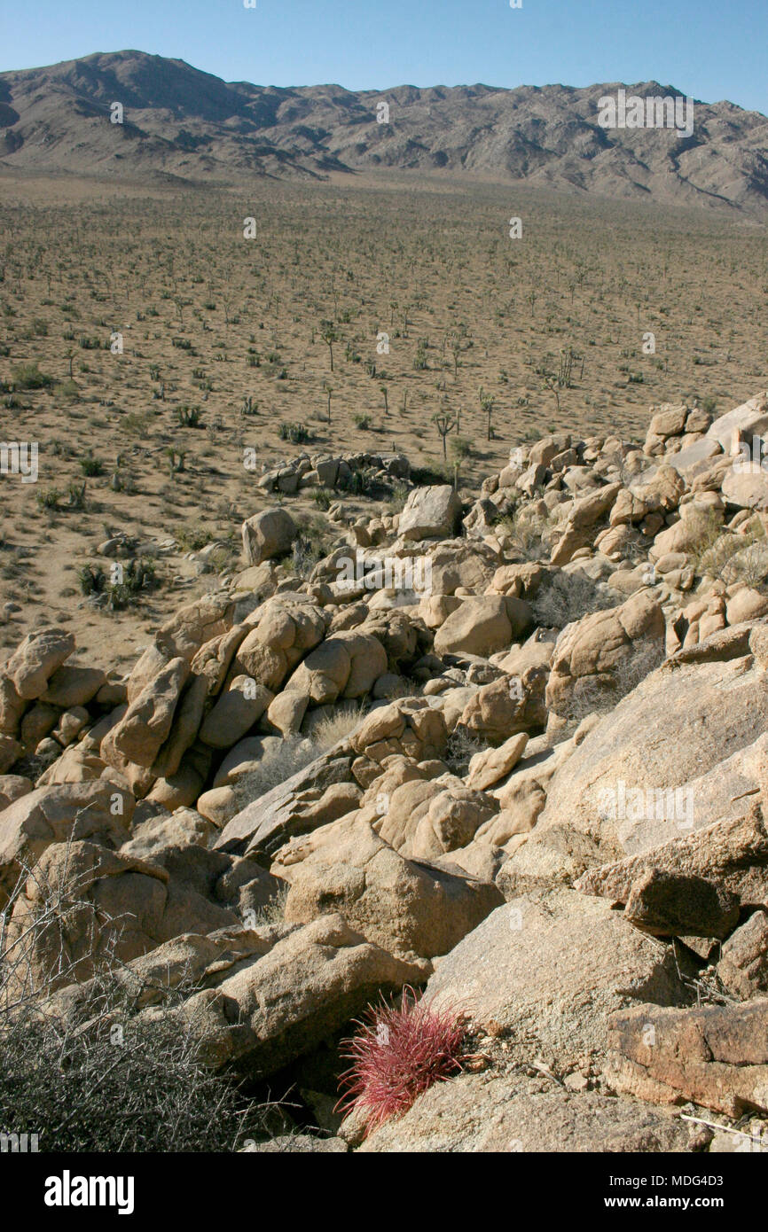 Rock Climb Joshua Tree Big Rocks Yucca Brevifolia Mojave Desert Joshua ...