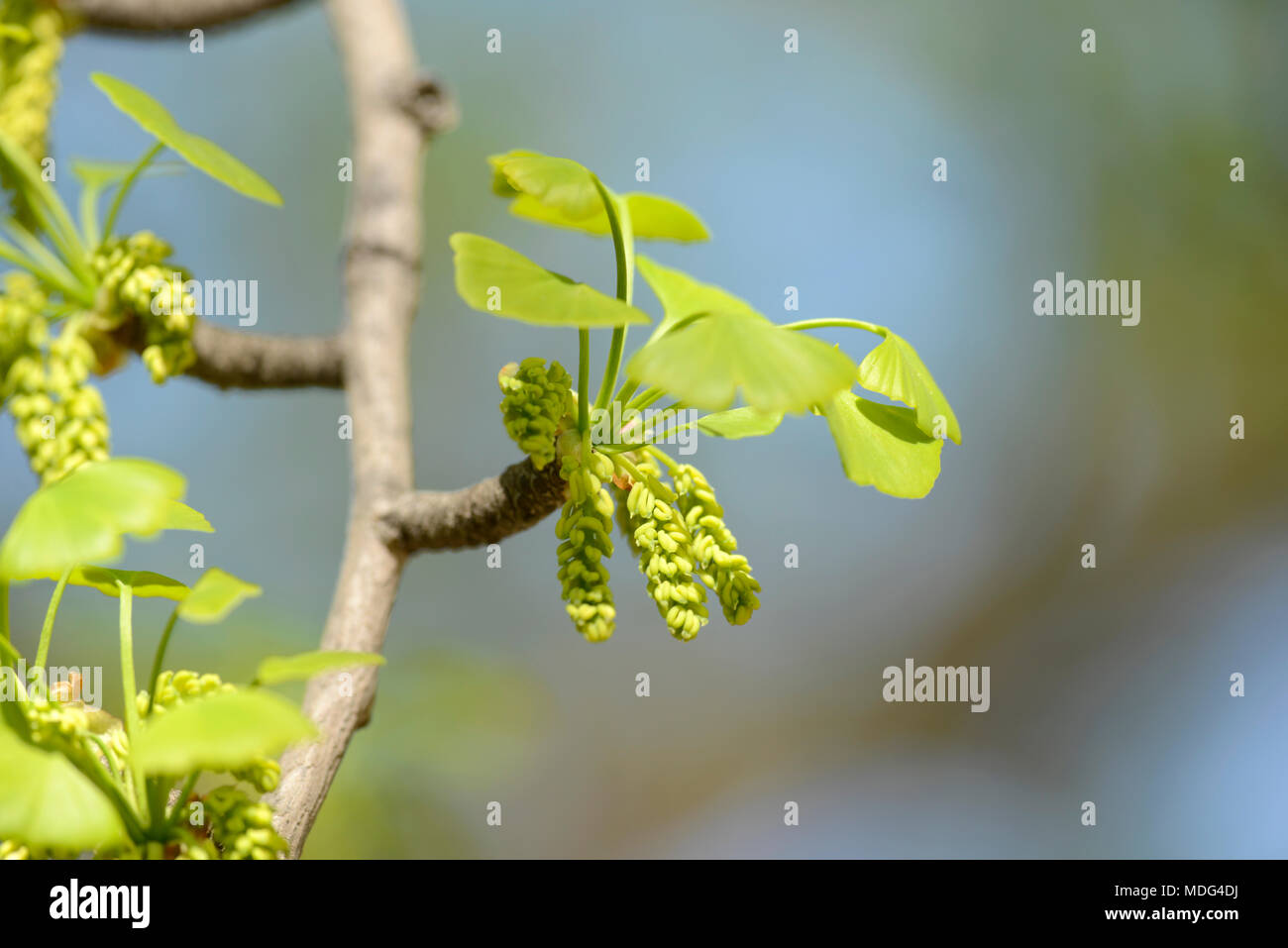 Male pollen cone hi-res stock photography and images - Alamy