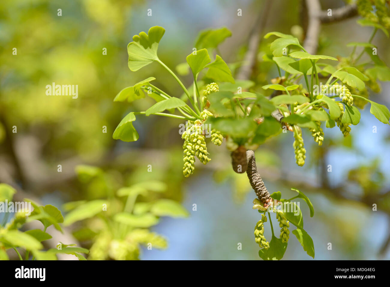 Pollen Cones Stock Photos & Pollen Cones Stock Images - Alamy