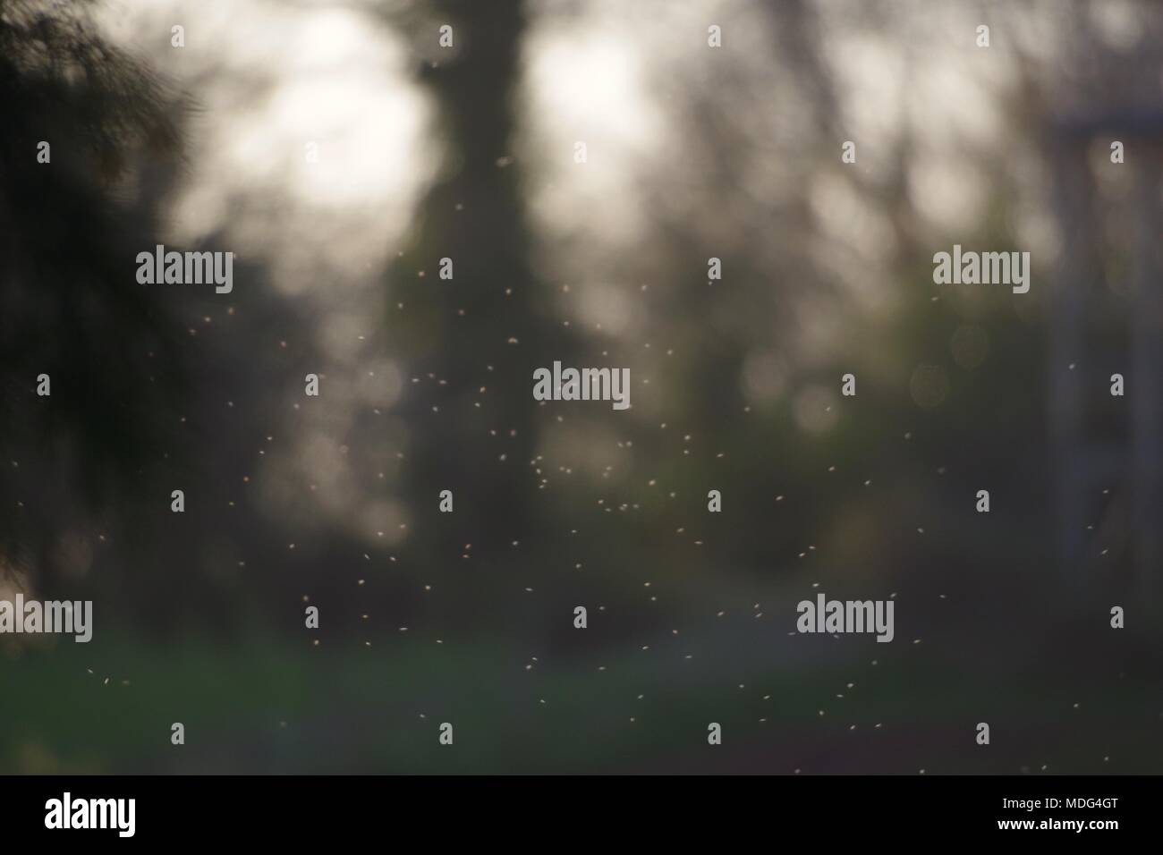 Midge Cloud Dancing in the Golden Light of Dusk. Powderham Estate ...
