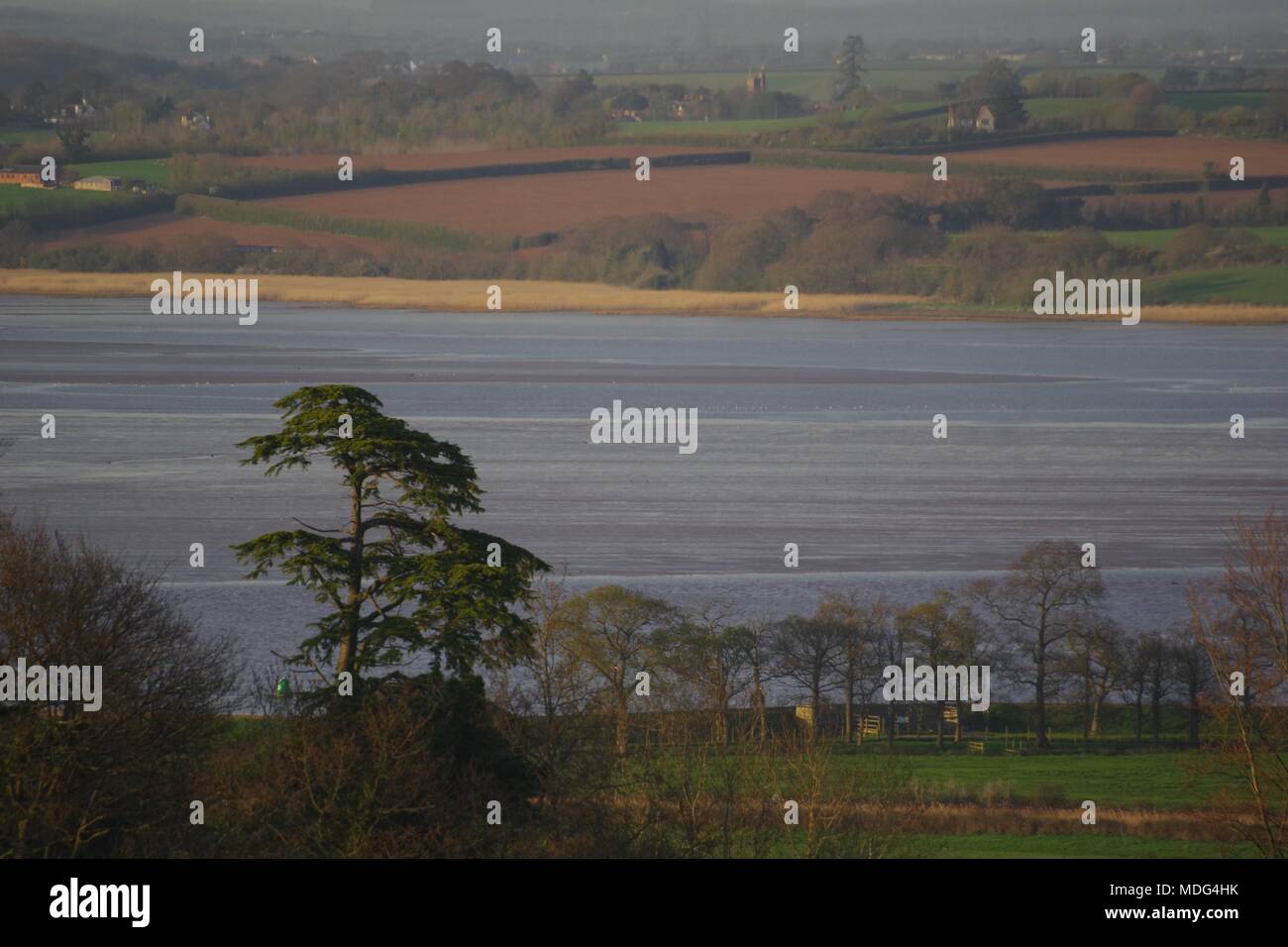 Exe Estuary beyond Wooded Farmland and Tall Pine Tree with Distant ...