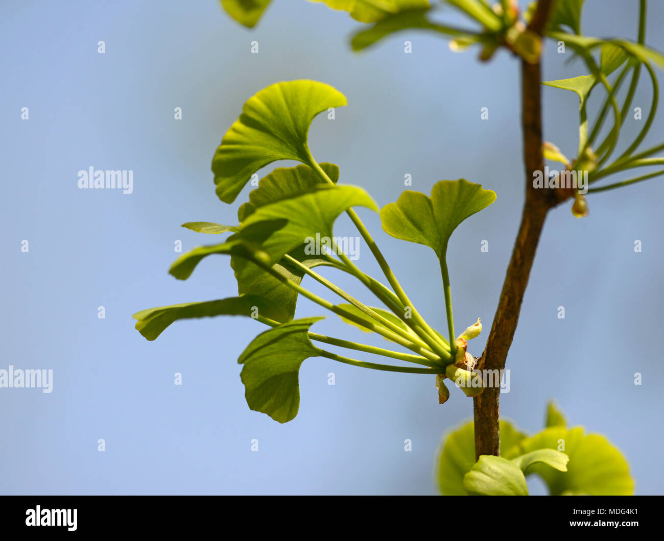 Fresh leaves of Ginkgo biloba trees in early spring in Beijing Botanic ...