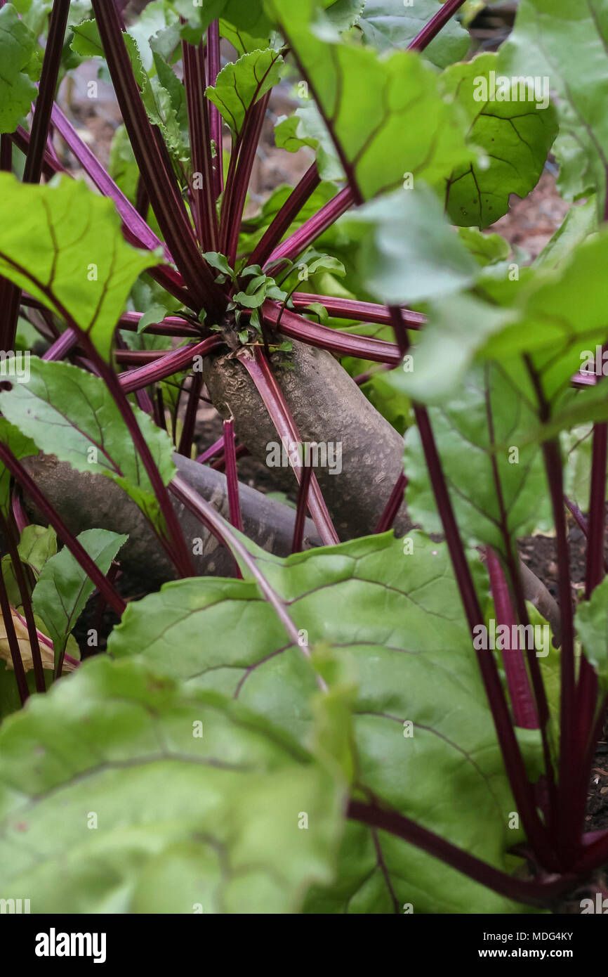 Long red cylindrical beets (beetroot), surrounded by green leaves, grow ...
