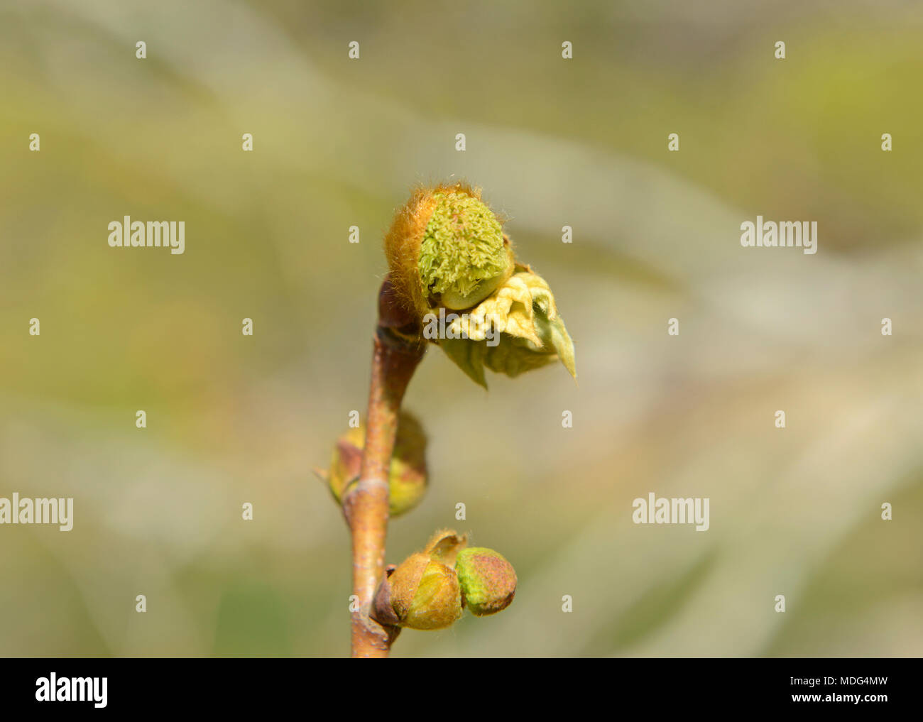 New leaves shoot out on a tree in Beijing Botanic Garden, Beijing ...