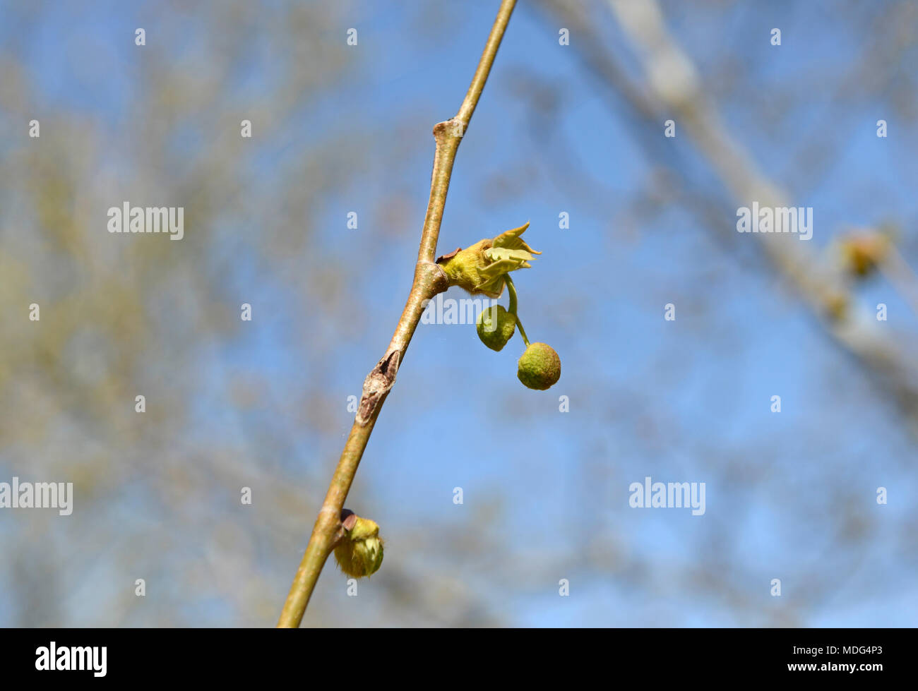 New leaves shoot out on a tree in Beijing Botanic Garden, Beijing ...