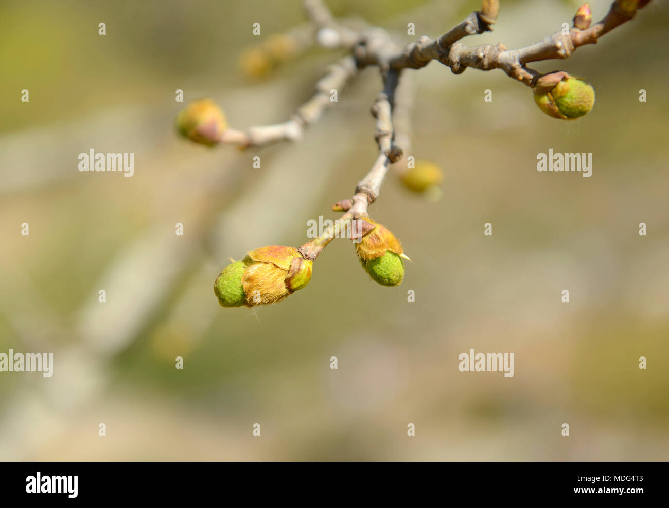 New leaves shoot out on a tree in Beijing Botanic Garden, Beijing ...