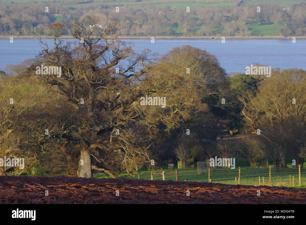Mature Leafless English Oak Trees in Ploughed Devon Farmland with the ...