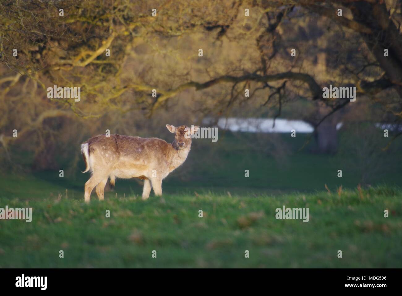 Herd of Fallow Deer, in Powderham Castle Deer Park in the Golden light ...