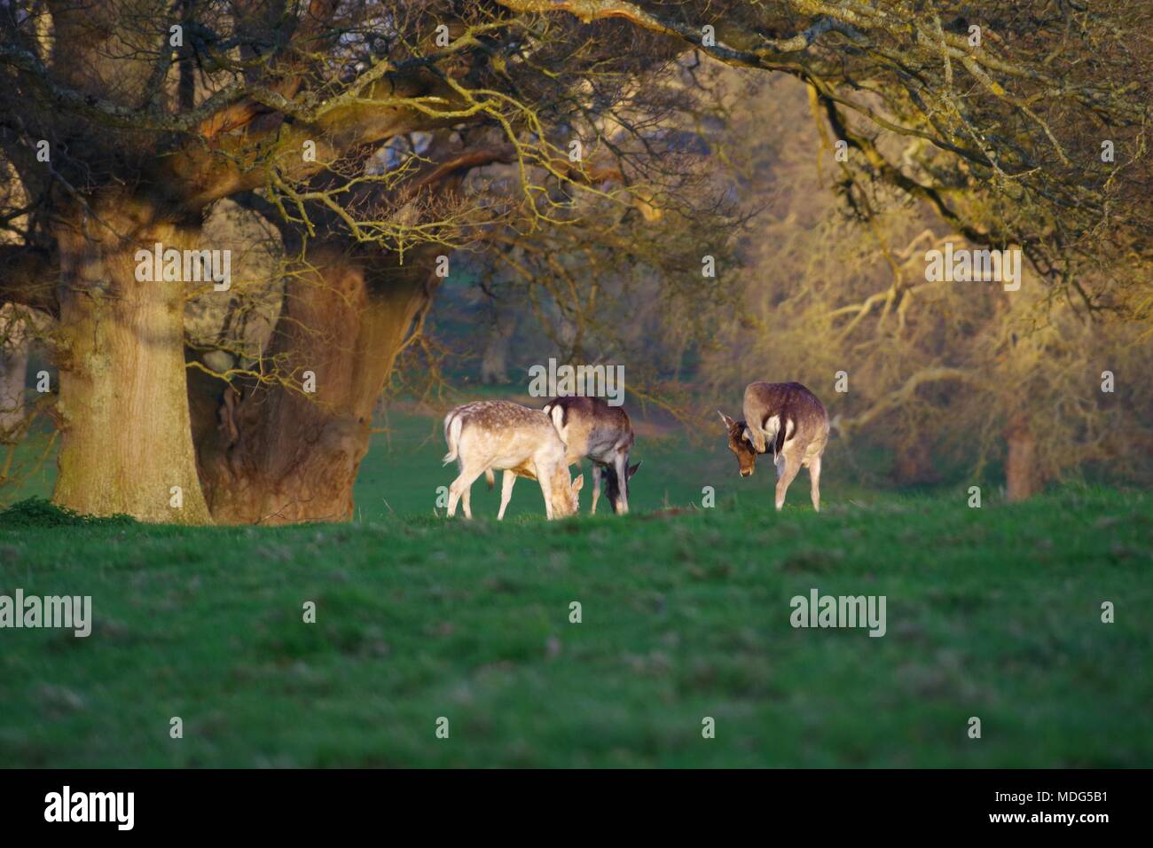Herd of Fallow Deer, in Powderham Castle Deer Park in the Golden light ...