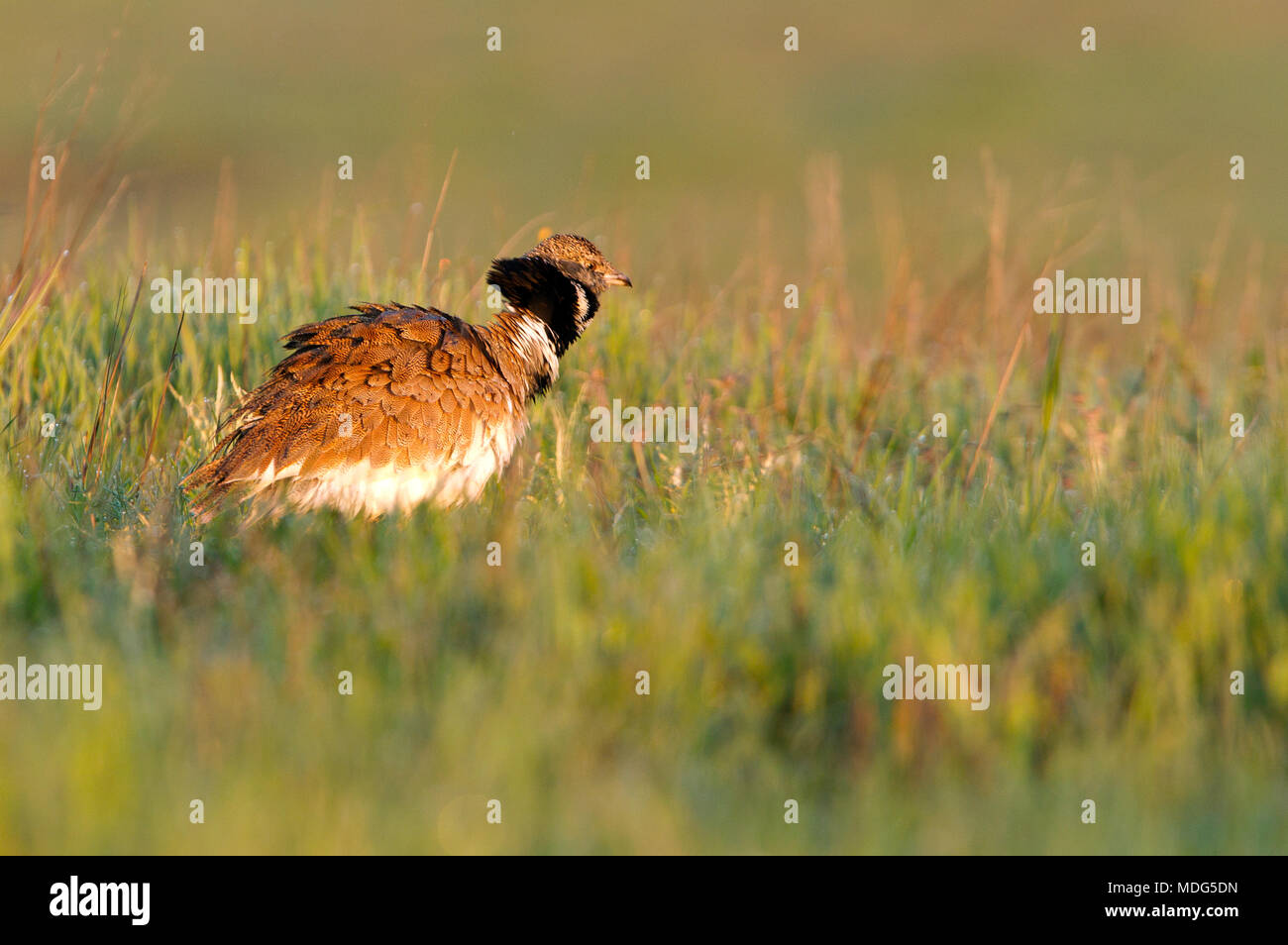 Otis tetrax tetrax tetrax hi-res stock photography and images - Alamy