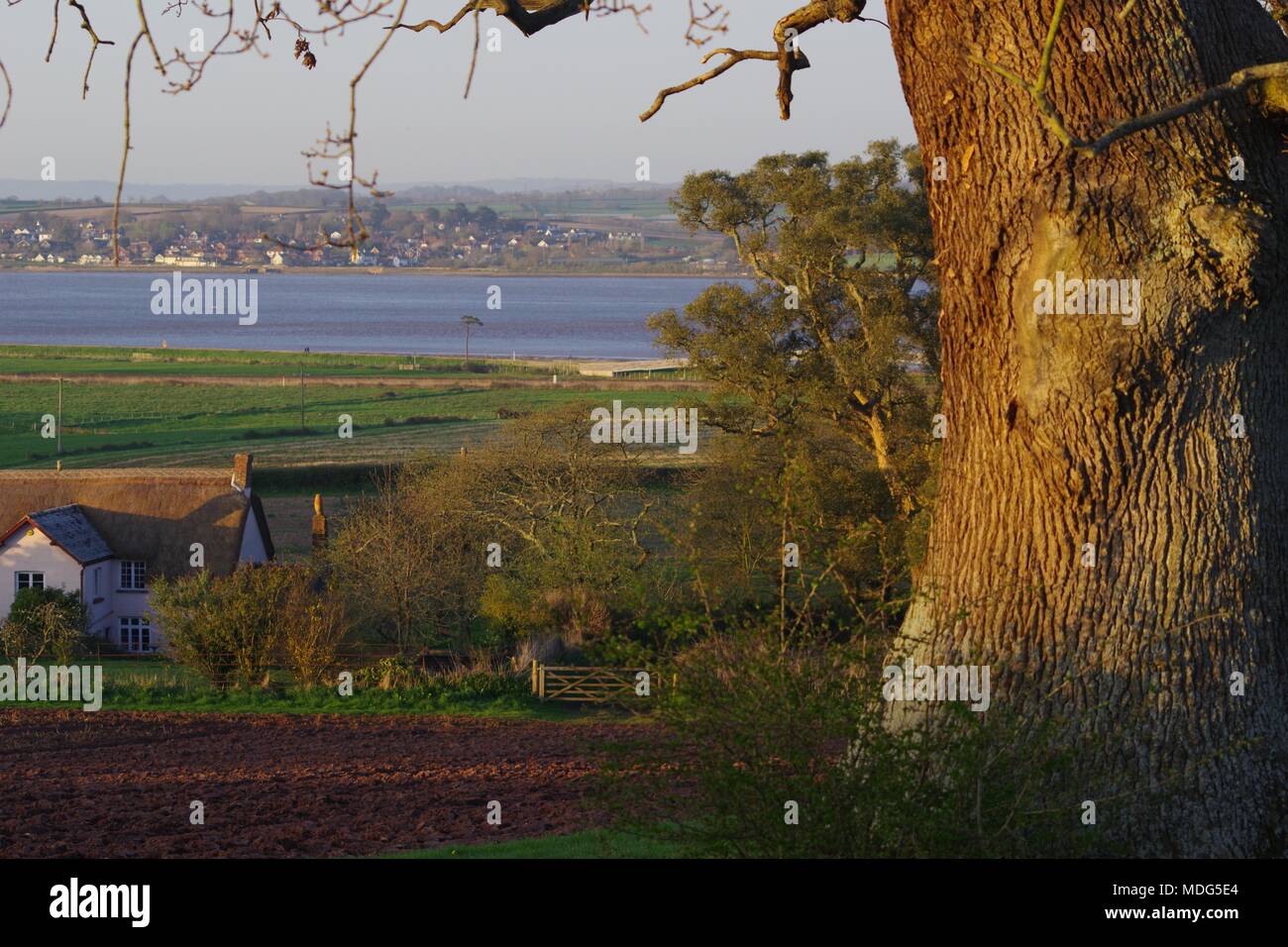 Mighty English Oak TreeTrunk (Quercus robur) by a Country Path through ...